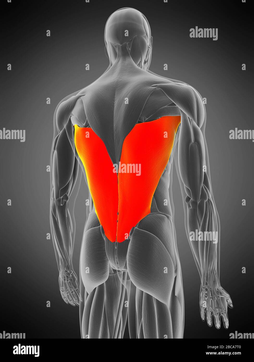 Latissimus dorsi muscle, illustration Stock Photo - Alamy