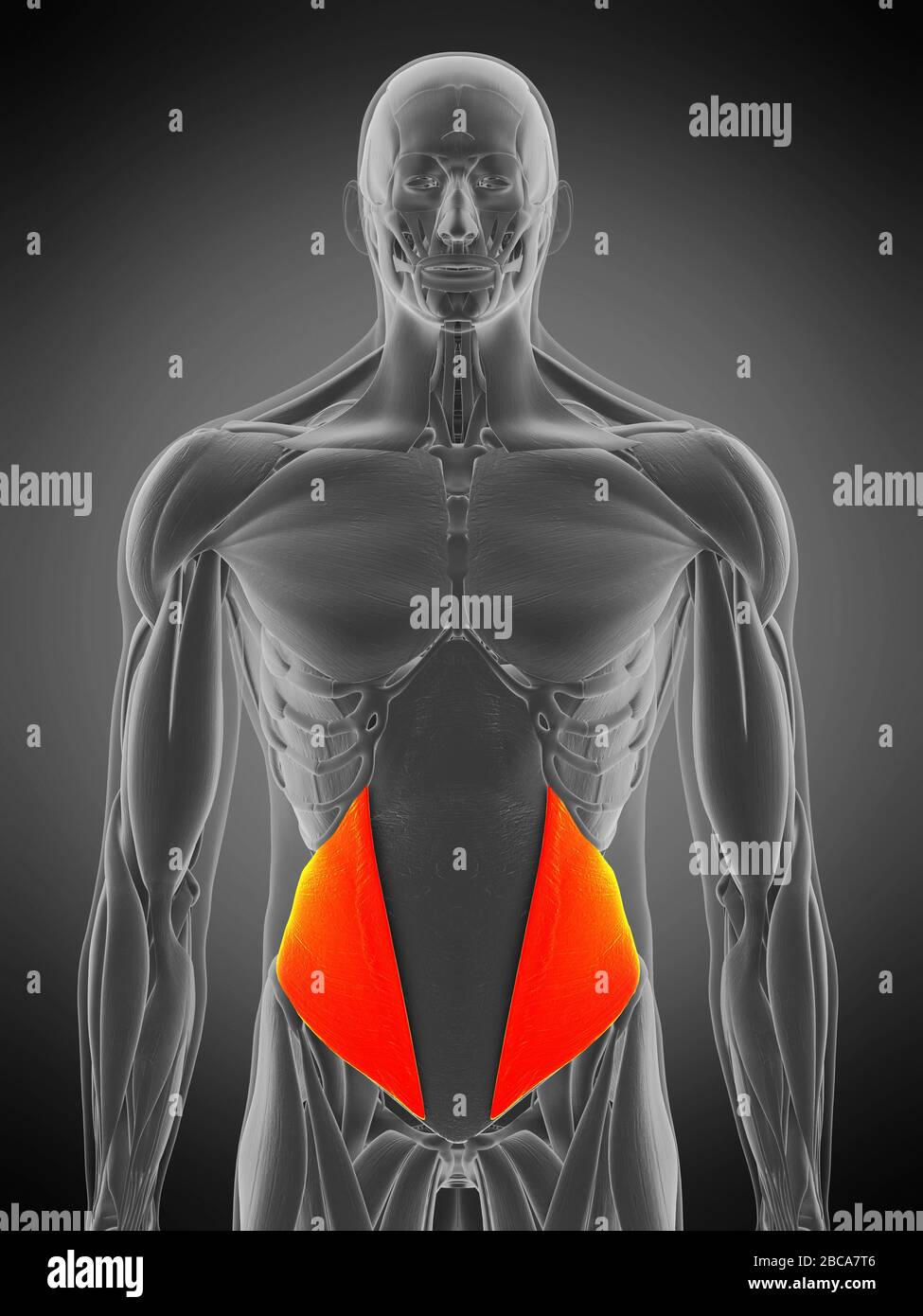 Internal oblique muscle, illustration Stock Photo - Alamy