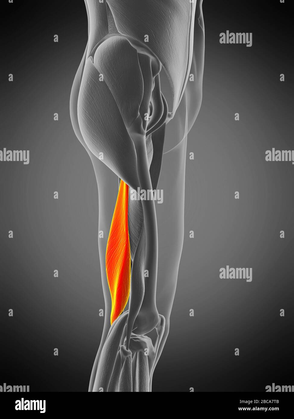 Semimembranosus hi-res stock photography and images - Alamy