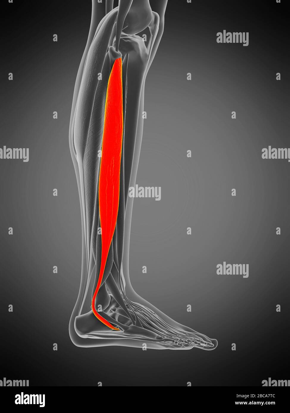 Peroneus longus muscle, illustration Stock Photo - Alamy