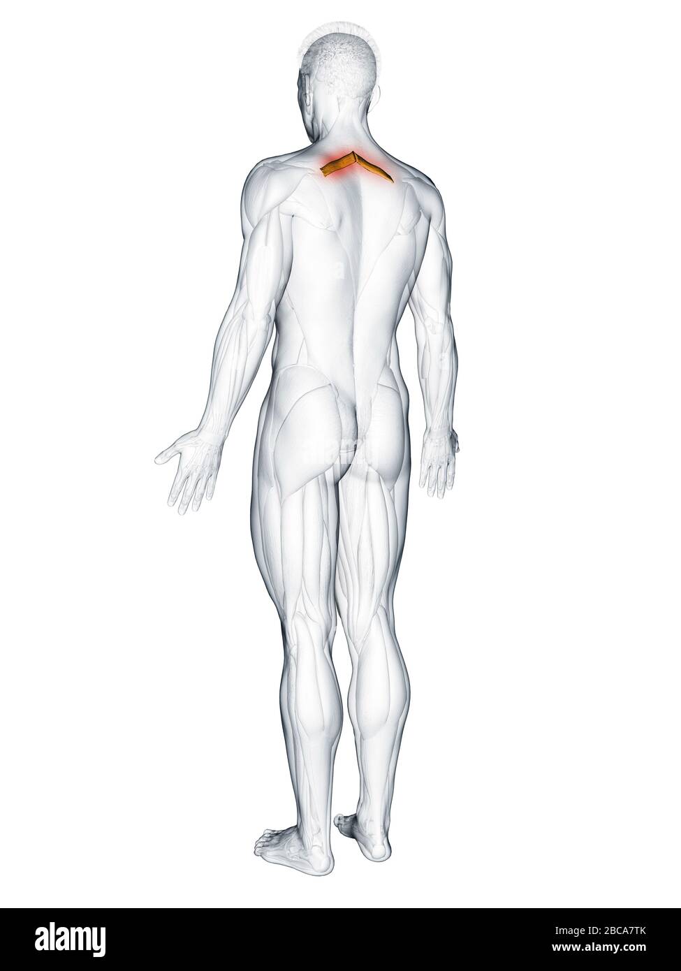 Rhomboid minor muscle, illustration Stock Photo - Alamy