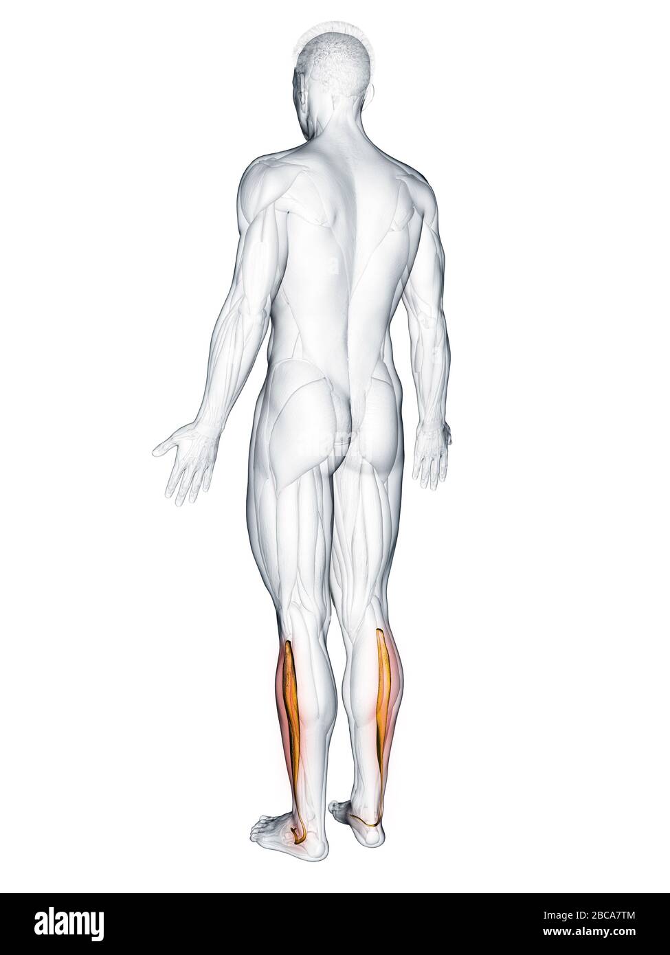 Peroneus longus muscle, illustration Stock Photo - Alamy