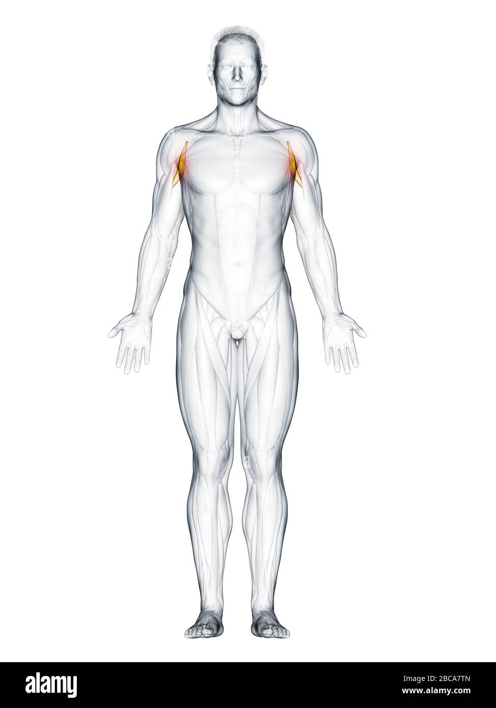 Coracobrachialis muscle, illustration Stock Photo - Alamy