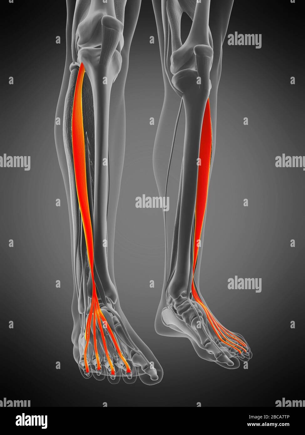 Digitorum longus muscle, illustration Stock Photo - Alamy