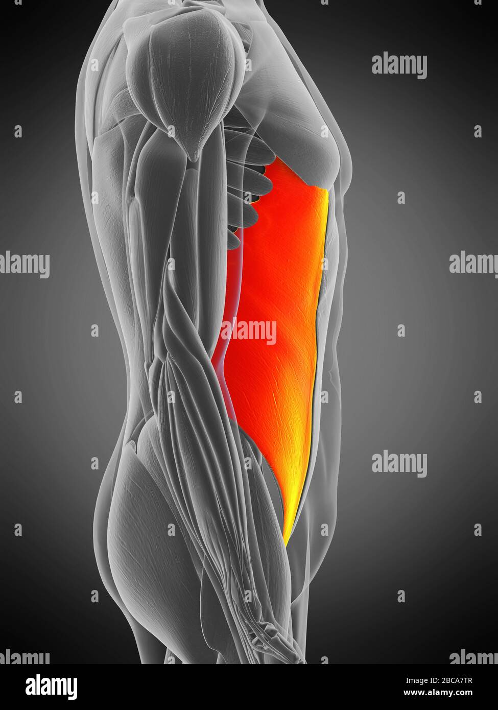 External Oblique High Resolution Stock Photography and Images - Alamy