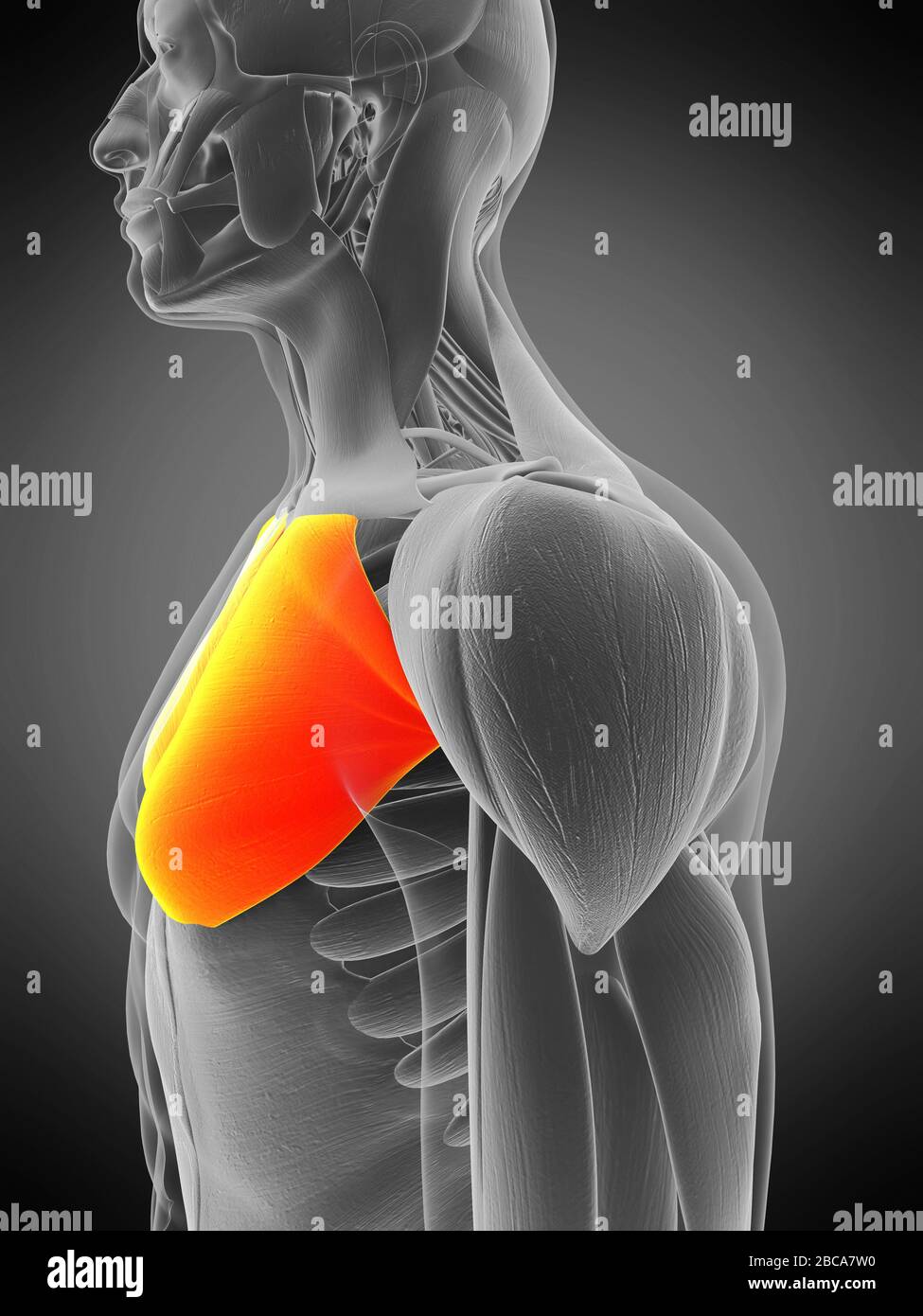 Pectoralis hi-res stock photography and images - Alamy
