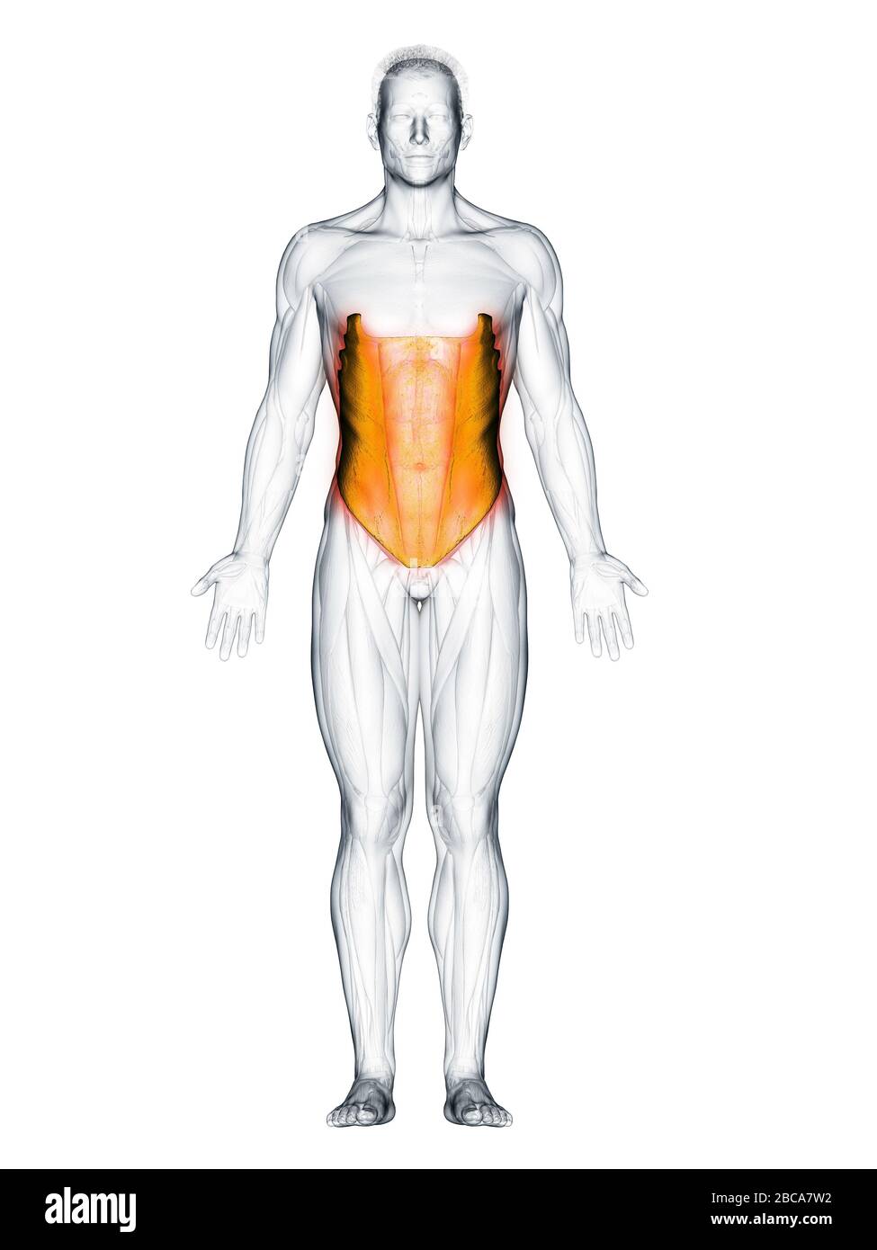 External oblique muscle, illustration Stock Photo - Alamy