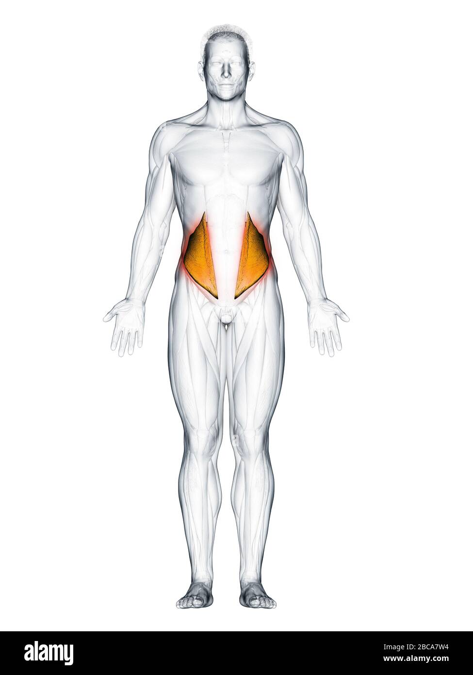 Internal oblique muscle, illustration Stock Photo - Alamy