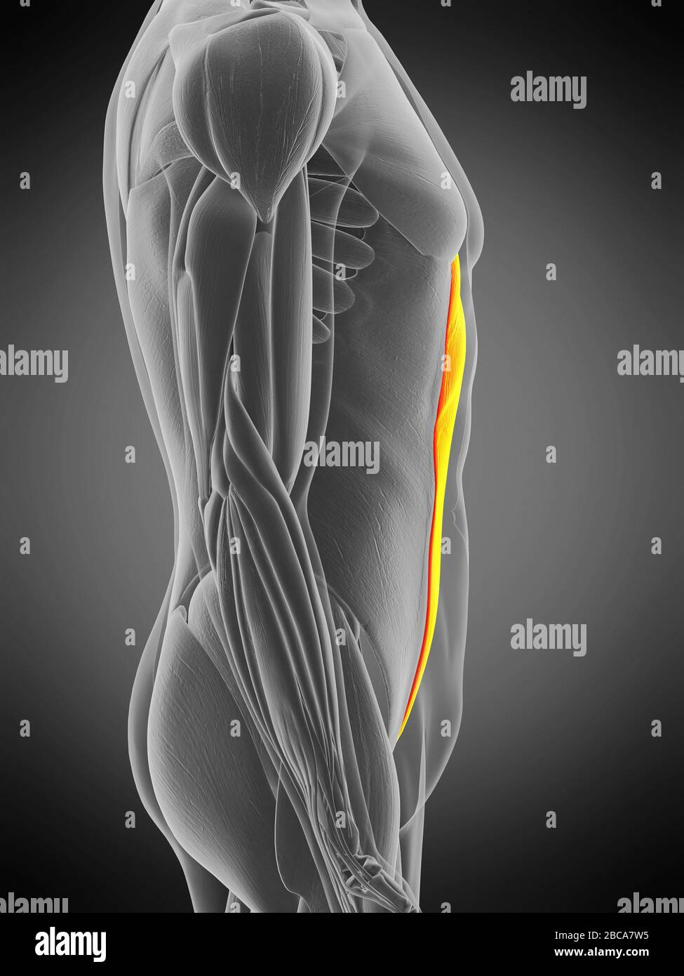 Rectus abdominis muscle hi-res stock photography and images - Alamy