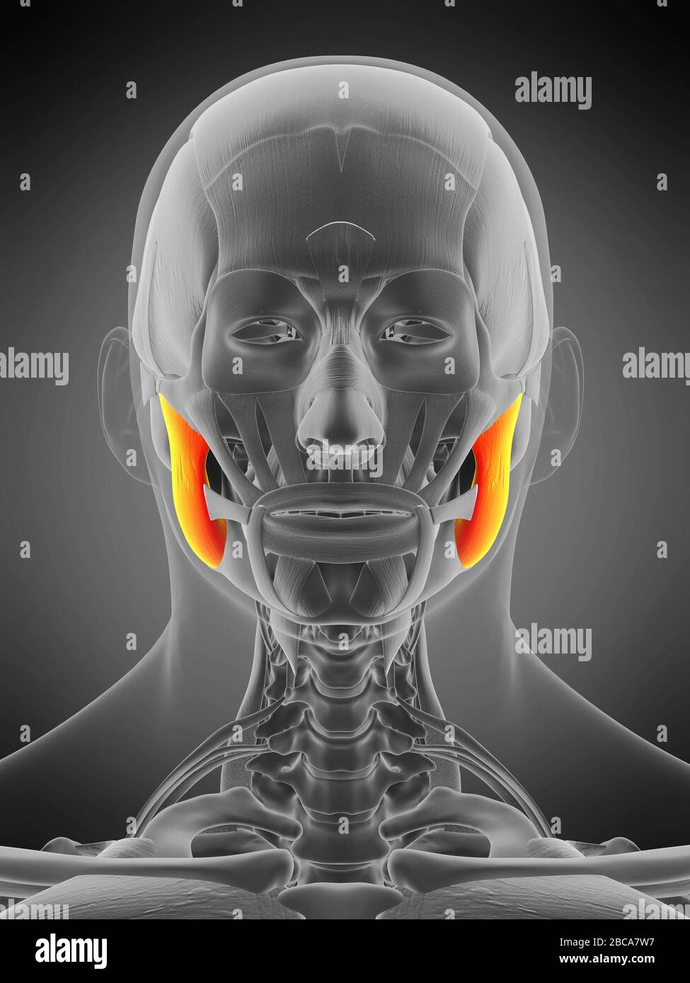 Masseter superior muscle, illustration Stock Photo - Alamy