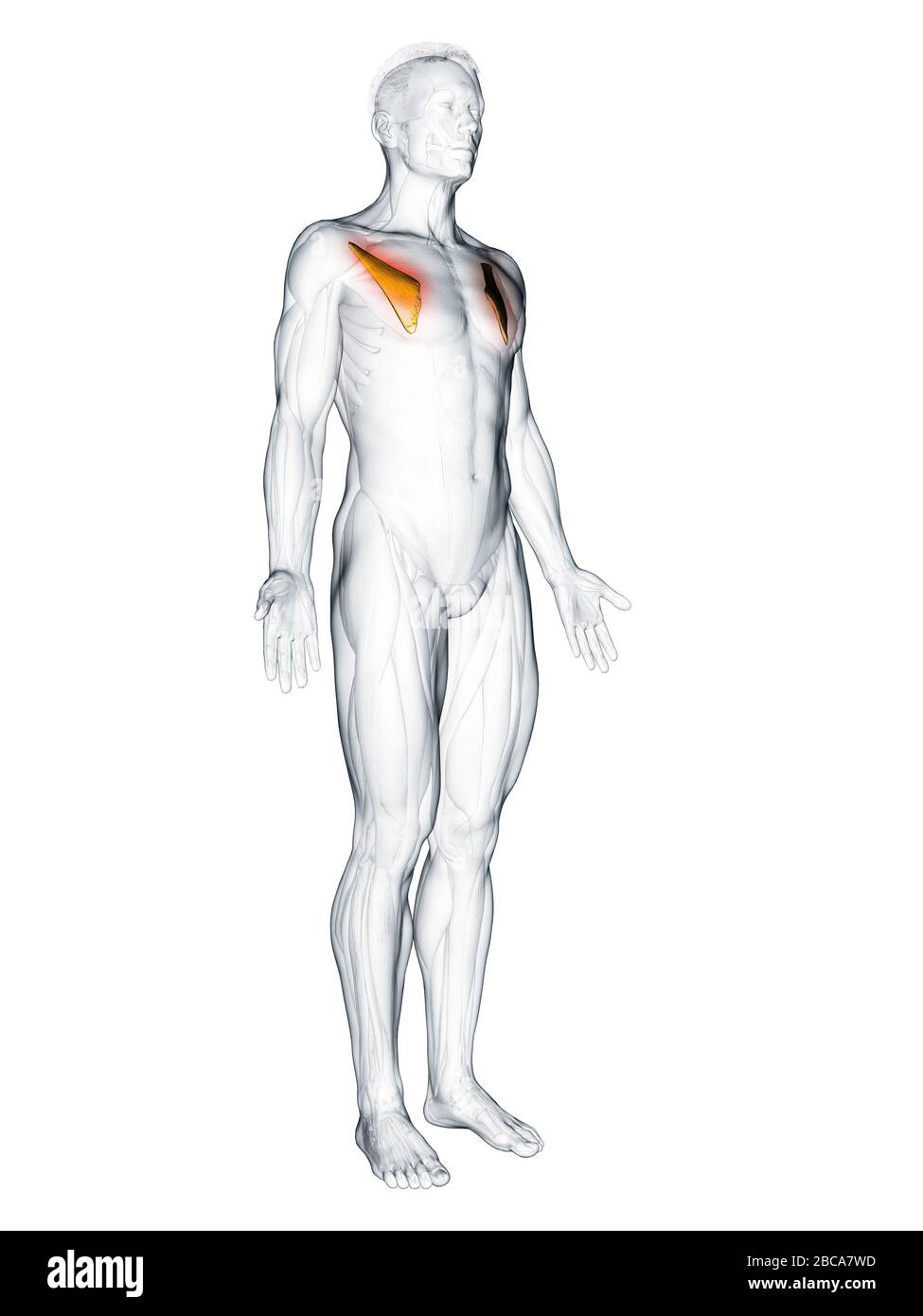 Pectoralis minor muscle, illustration Stock Photo - Alamy