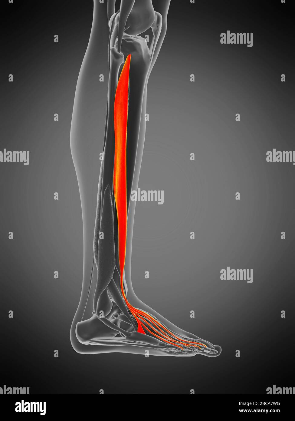 Digitorum longus muscle hi-res stock photography and images - Alamy