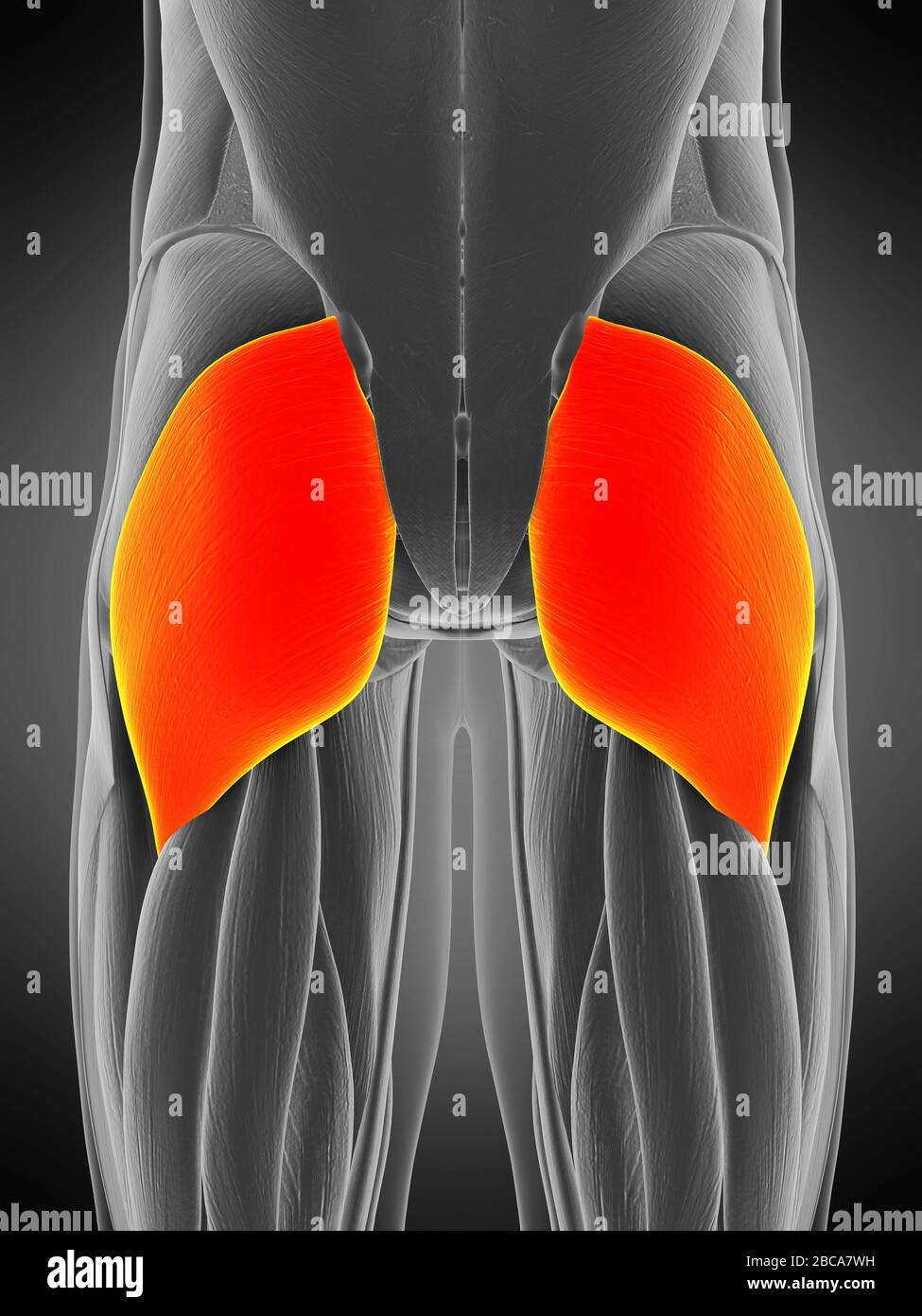 Gluteus maximus muscle hi-res stock photography and images - Alamy