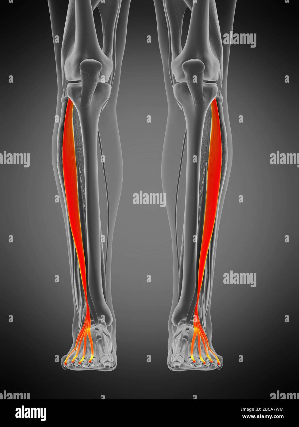 Digitorum longus muscle, illustration Stock Photo - Alamy