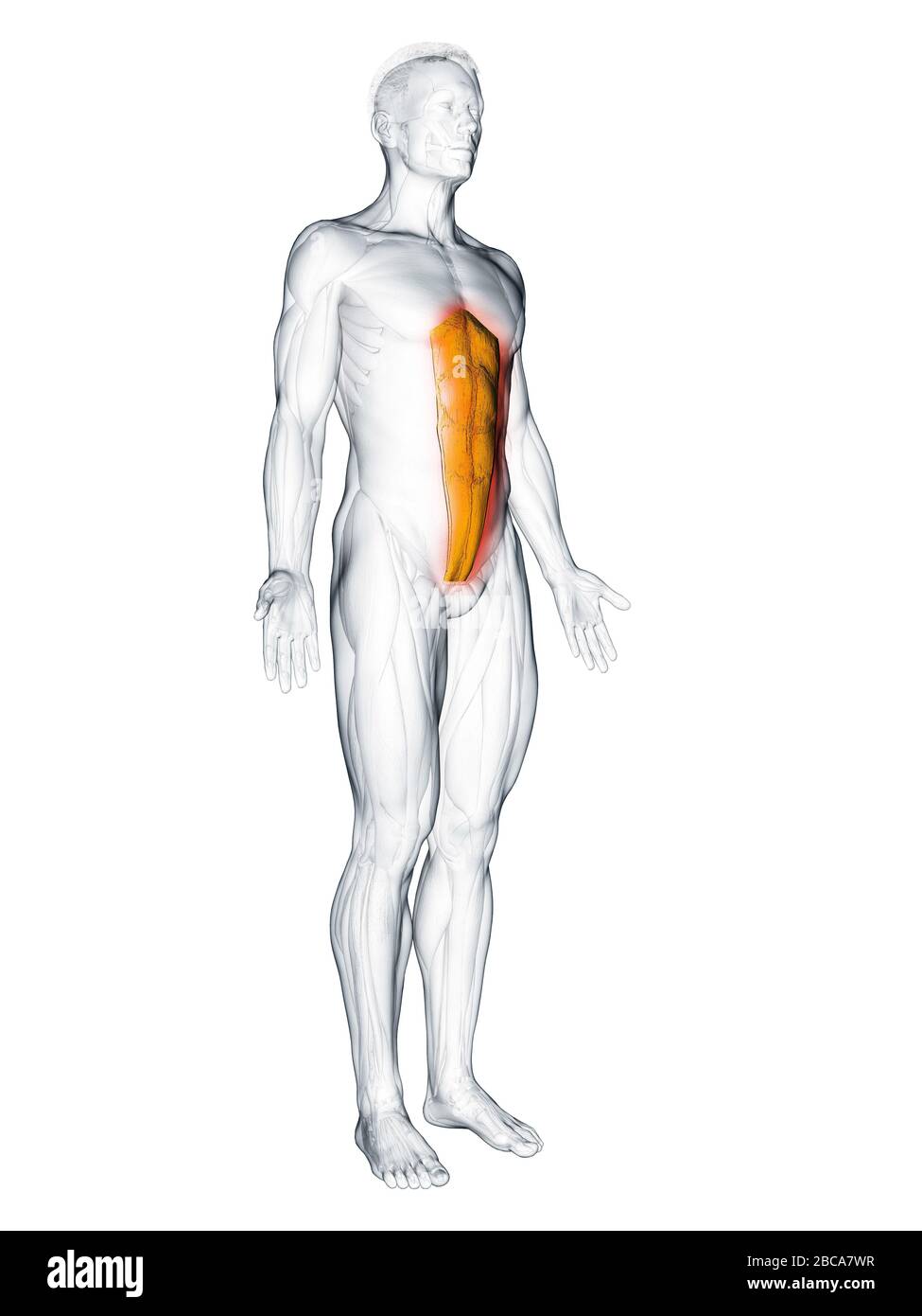 Rectus abdominis muscle, illustration Stock Photo - Alamy