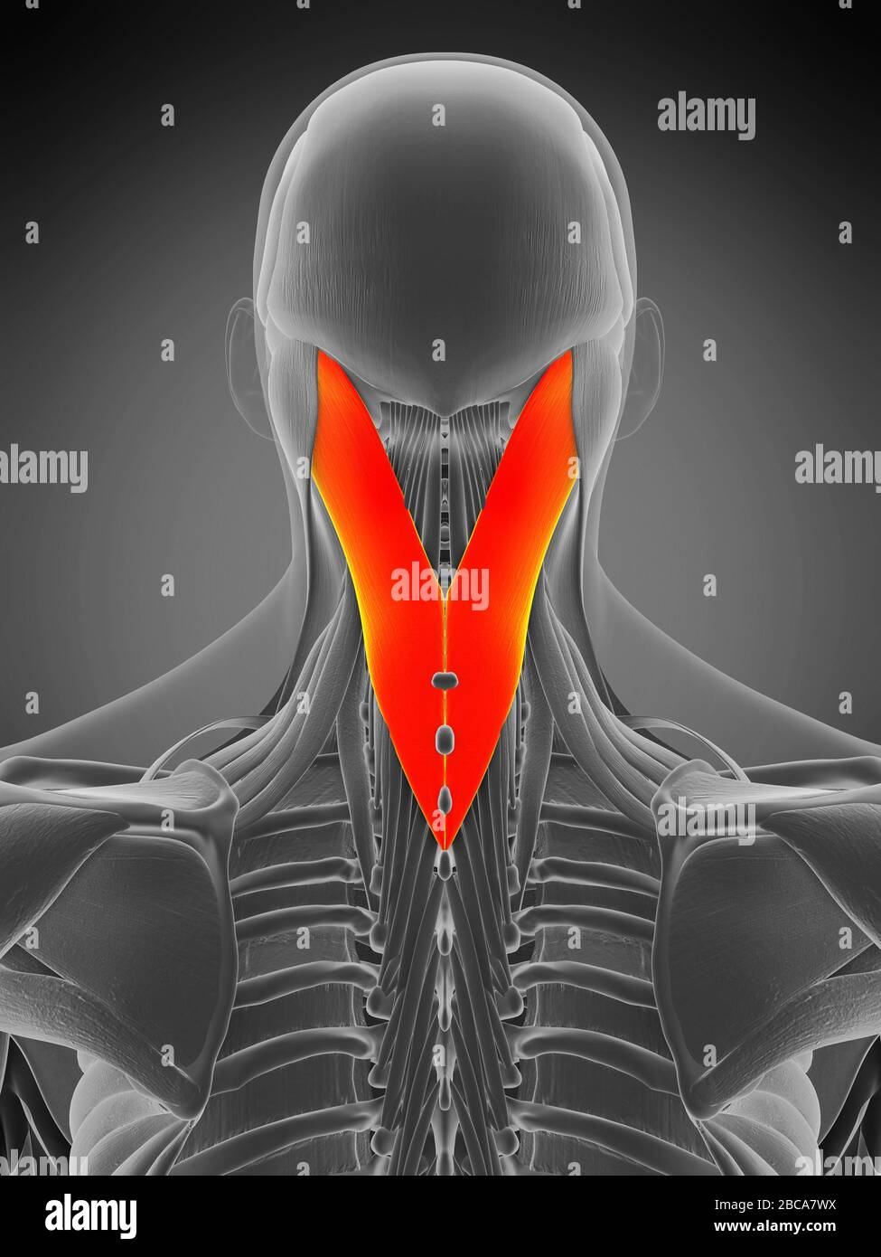 Splenius capitis muscle hi-res stock photography and images - Alamy