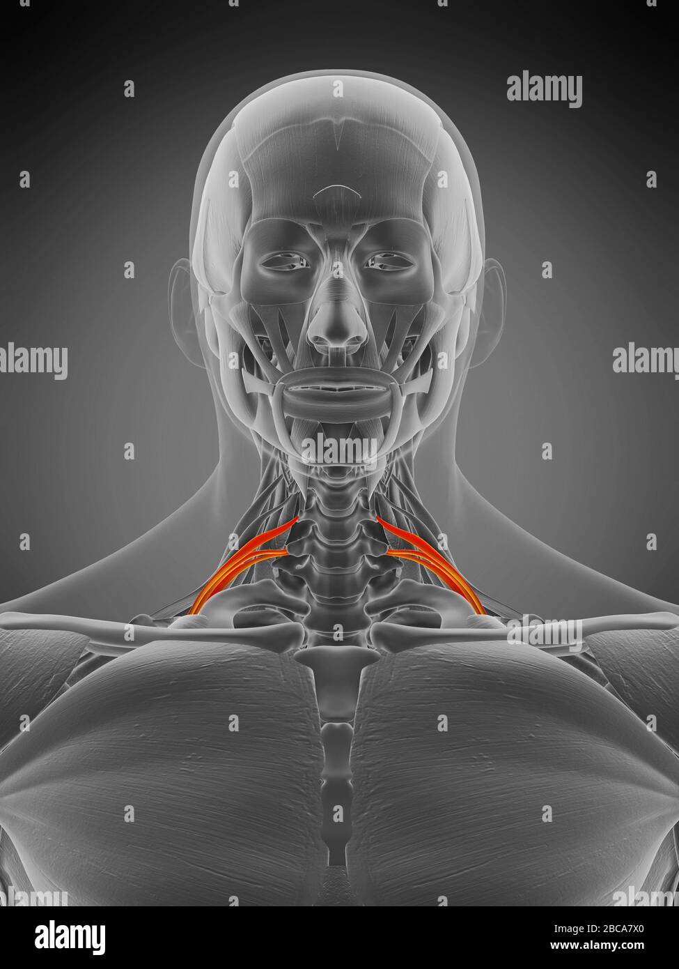 Scalenus Anterior Medius And Posterior