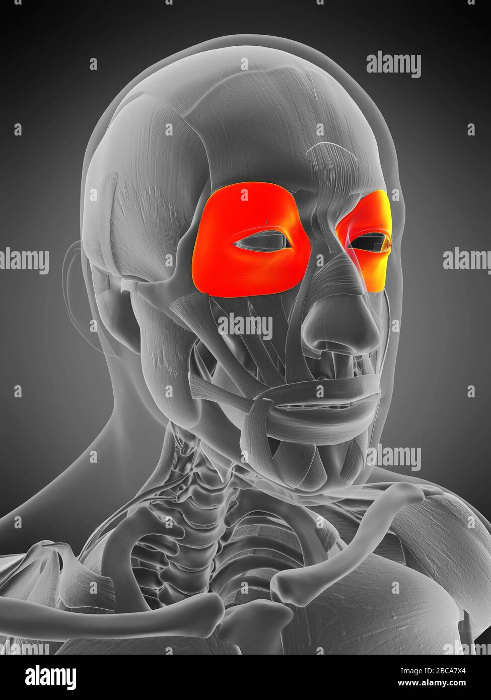 Orbicularis oculi muscle, illustration Stock Photo - Alamy