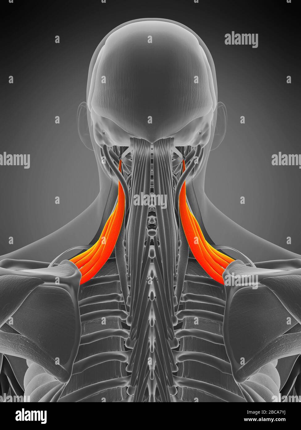 Levator High Resolution Stock Photography and Images - Alamy