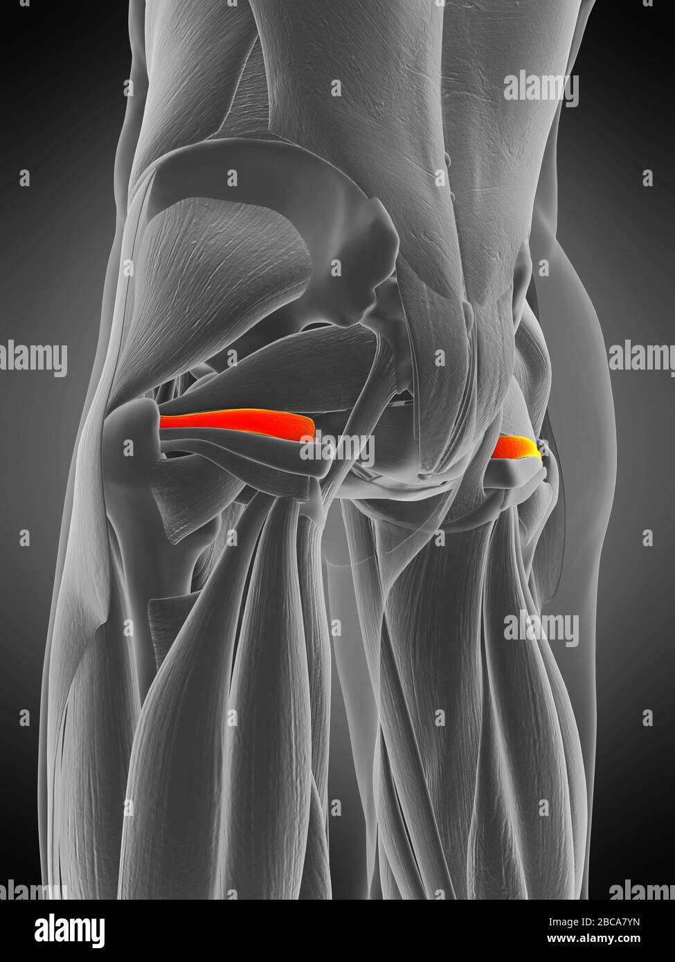 Superior gemellus hi-res stock photography and images - Alamy