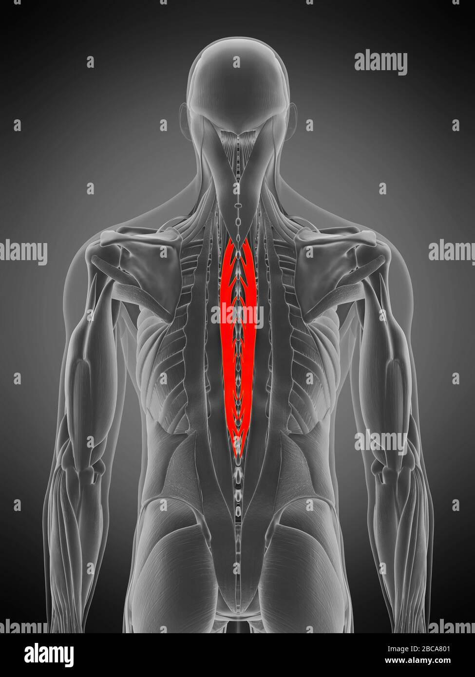Spinalis thoracis hi-res stock photography and images - Alamy