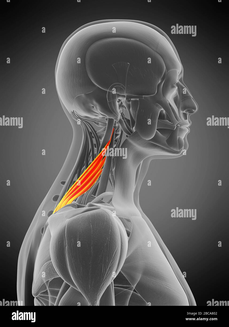 Levator hi-res stock photography and images - Alamy