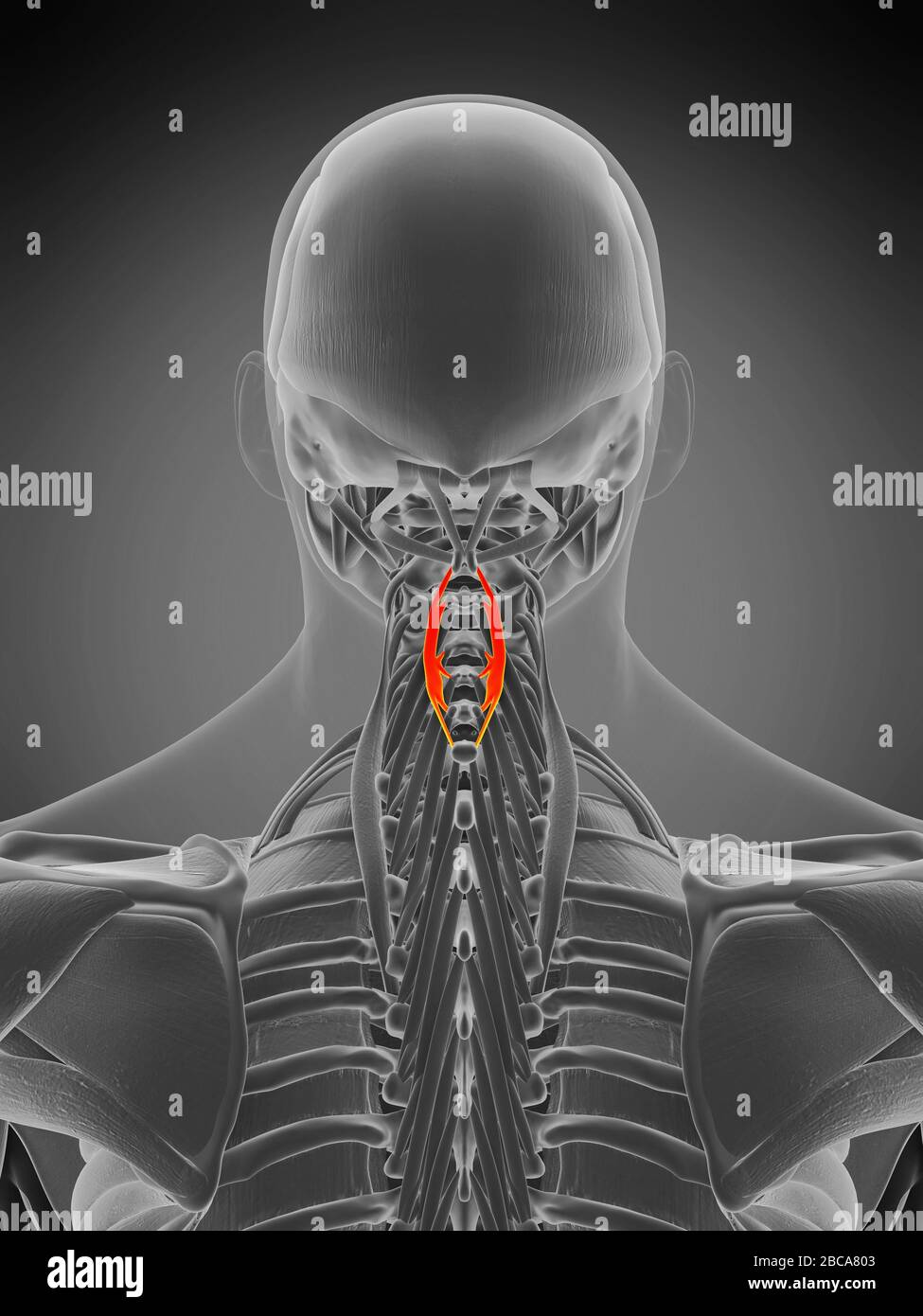Cervicis High Resolution Stock Photography and Images - Alamy