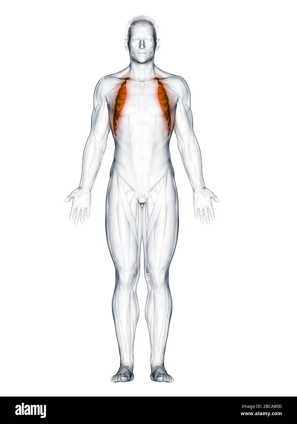 Serratus Anterior High Resolution Stock Photography and Images - Alamy