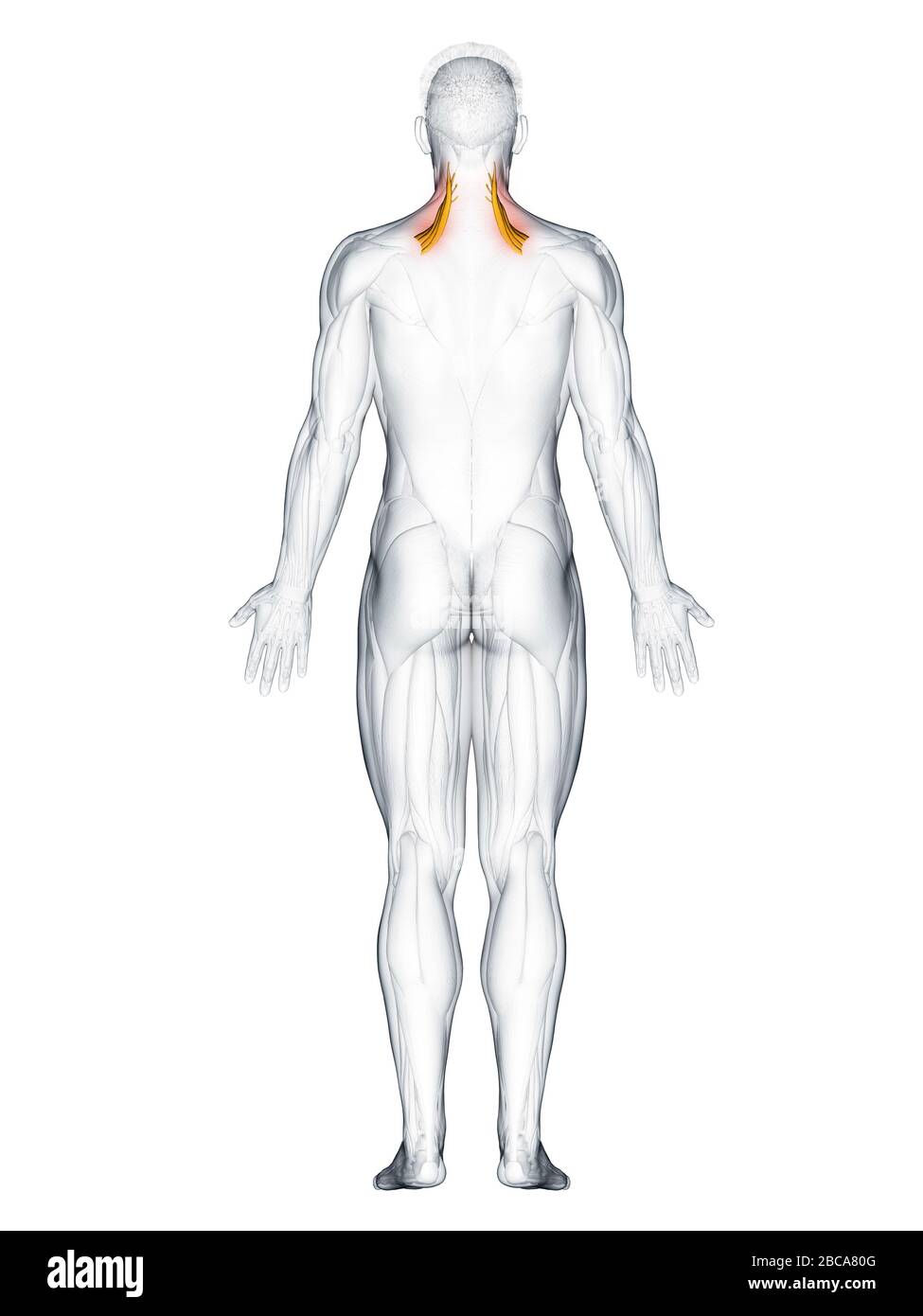 Levator scapularis muscle, illustration Stock Photo - Alamy