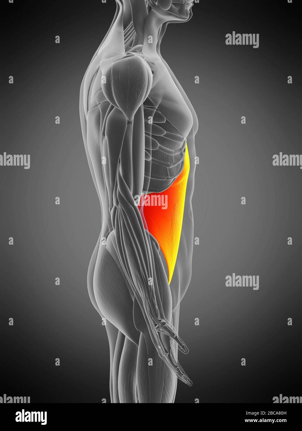 Transversus abdominis muscle, illustration Stock Photo - Alamy