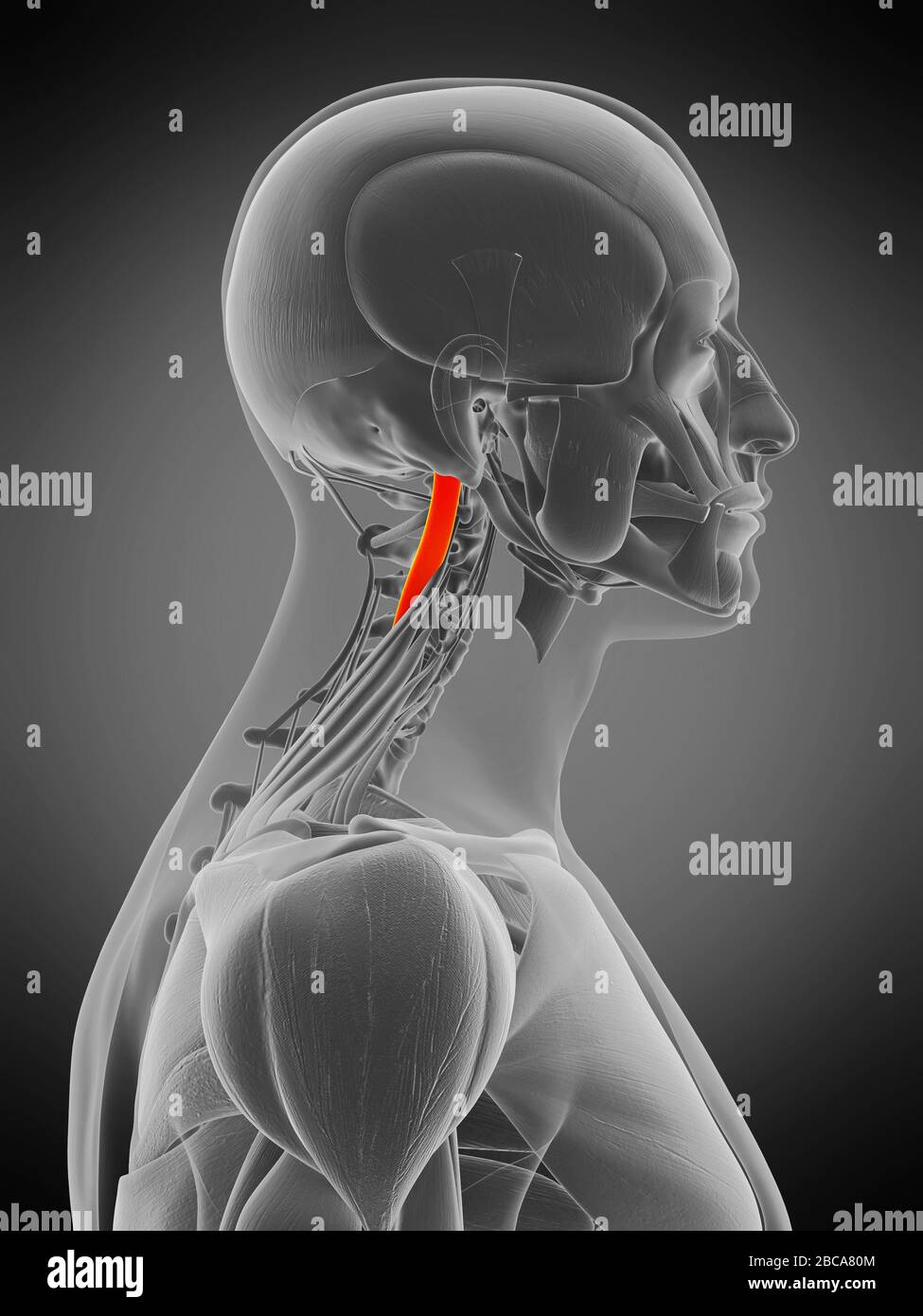 Longissimus capitis hi-res stock photography and images - Alamy