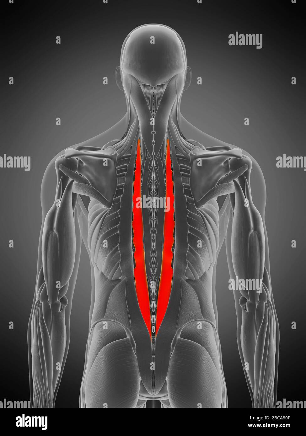 Longissimus thoracis muscle hi-res stock photography and images - Alamy