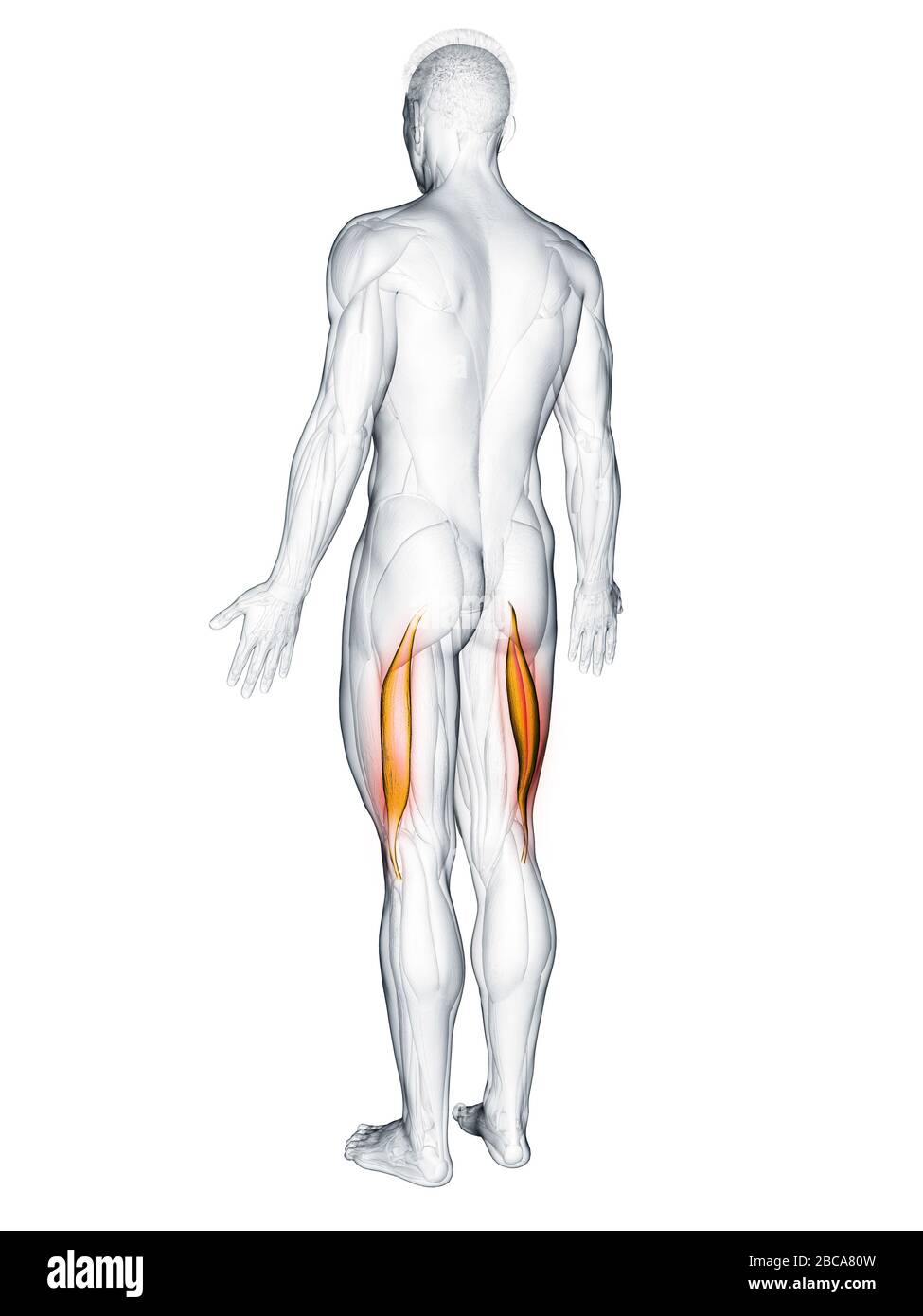 Biceps femoris longus muscle, illustration Stock Photo - Alamy