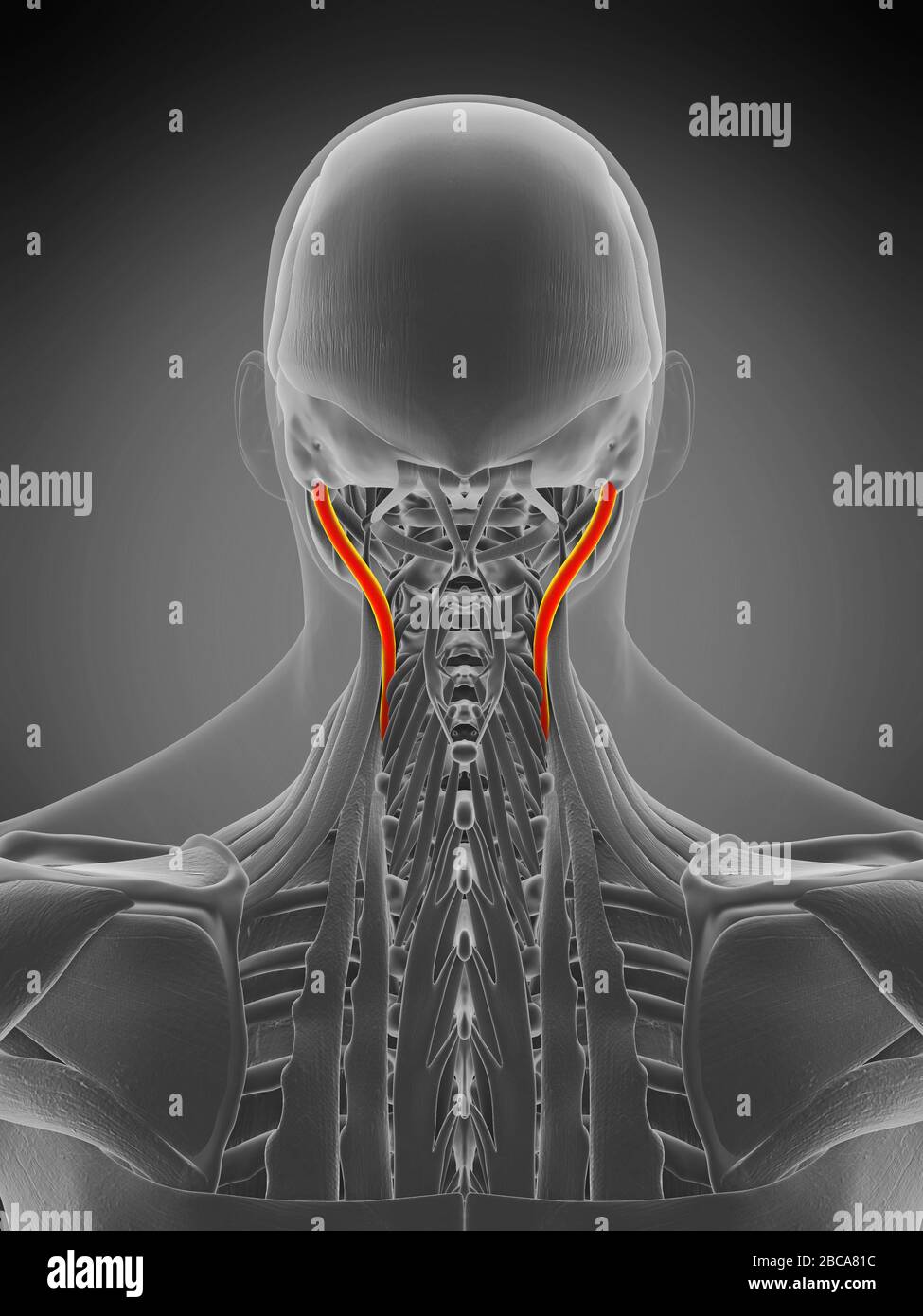 Longissimus capitis muscle, illustration Stock Photo - Alamy