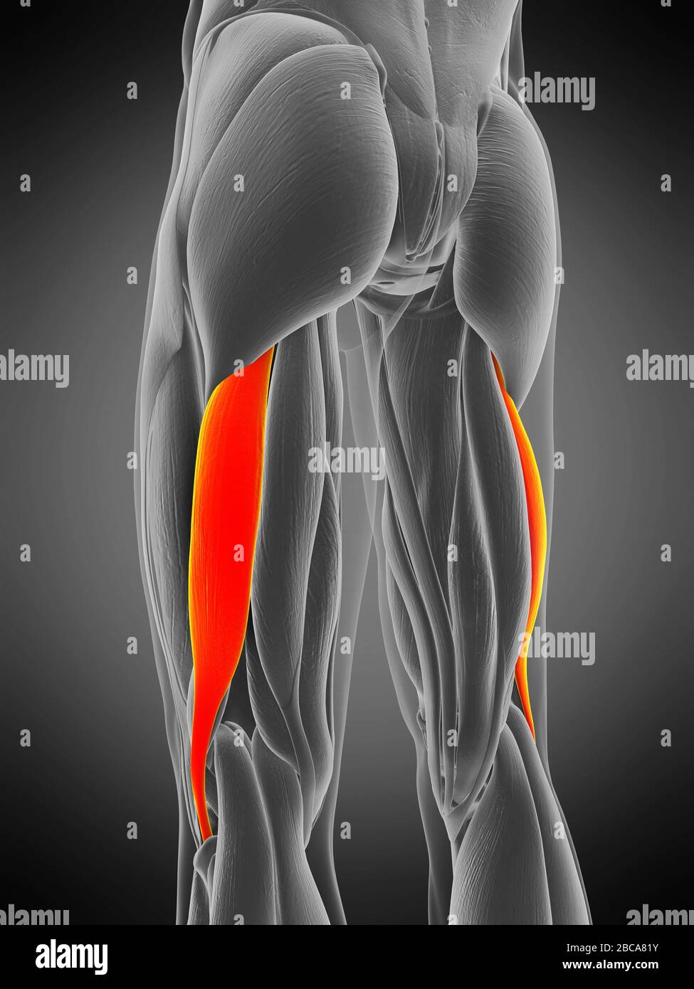 Biceps femoris longus muscle, illustration Stock Photo - Alamy