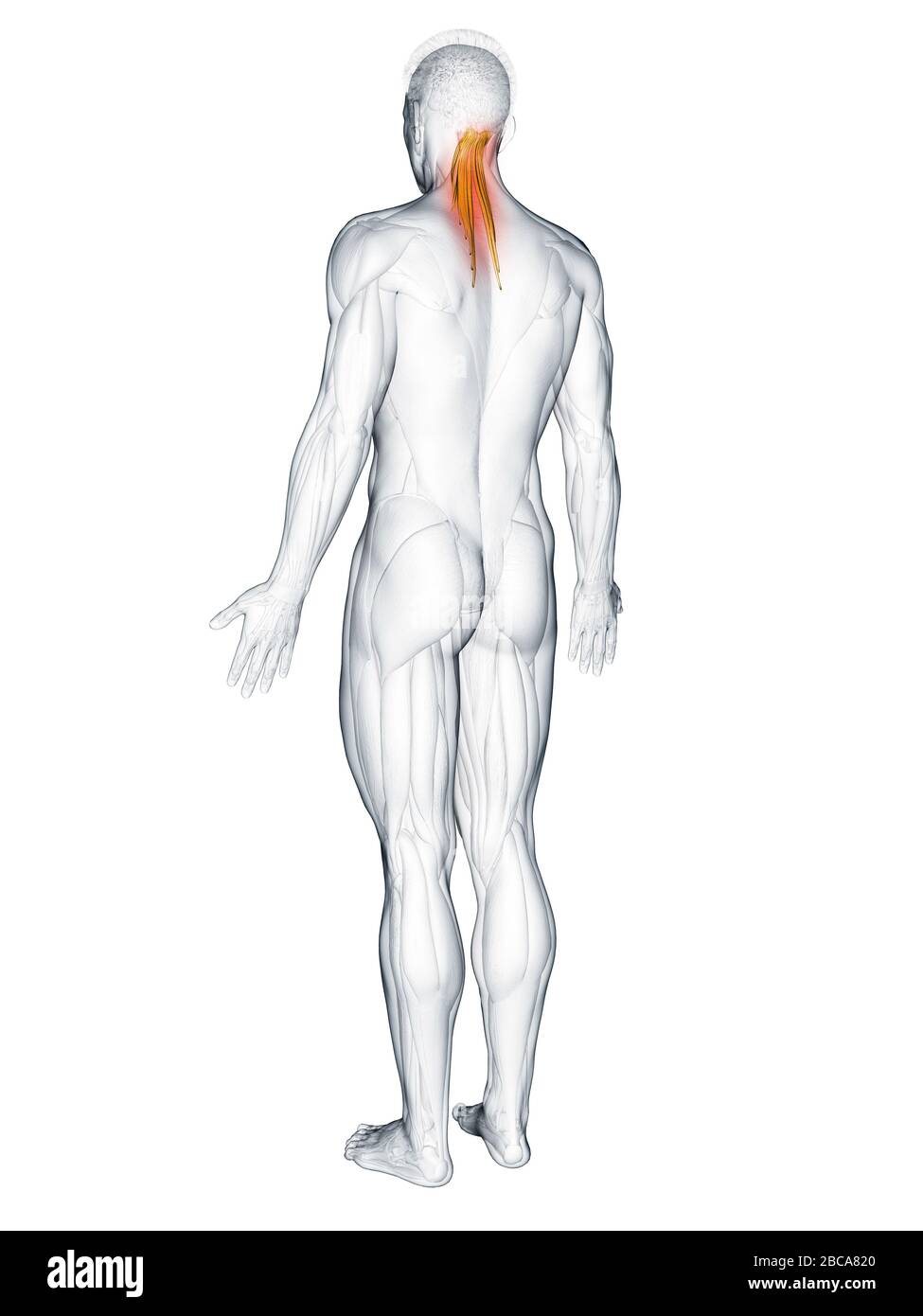 Semispinalis capitis muscle, illustration Stock Photo - Alamy