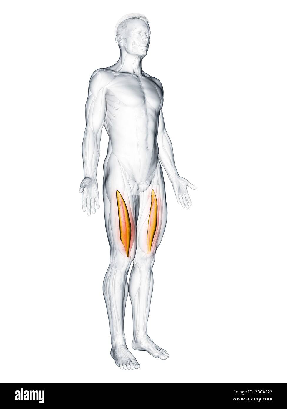 Vastus intermedius muscle, illustration Stock Photo - Alamy