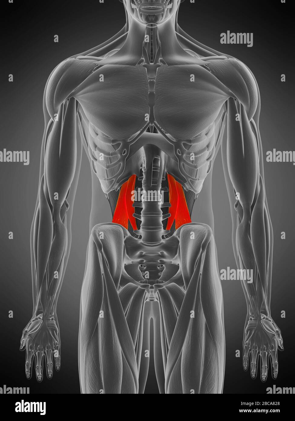 Quadratus Lumborum Muscle Musculus Quadratus Lumborum