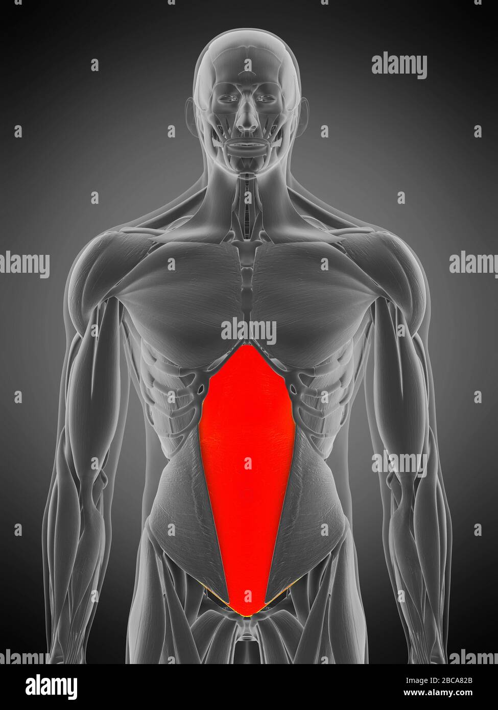 Transversus abdominis hi-res stock photography and images - Alamy