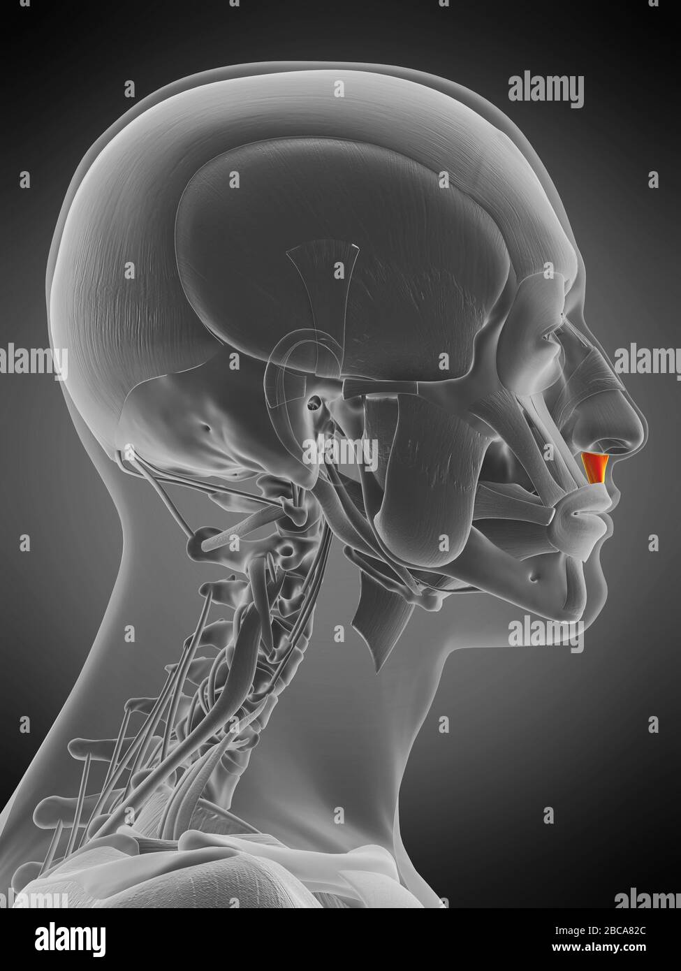 Depressor septi nasii muscle, illustration Stock Photo - Alamy
