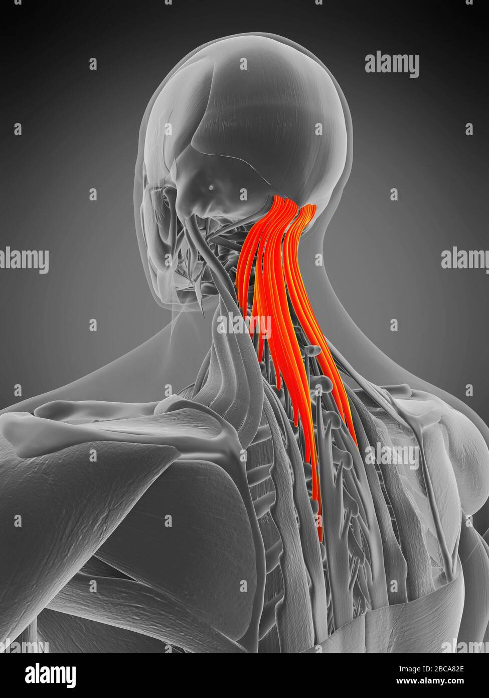 Semispinalis capitis hi-res stock photography and images - Alamy