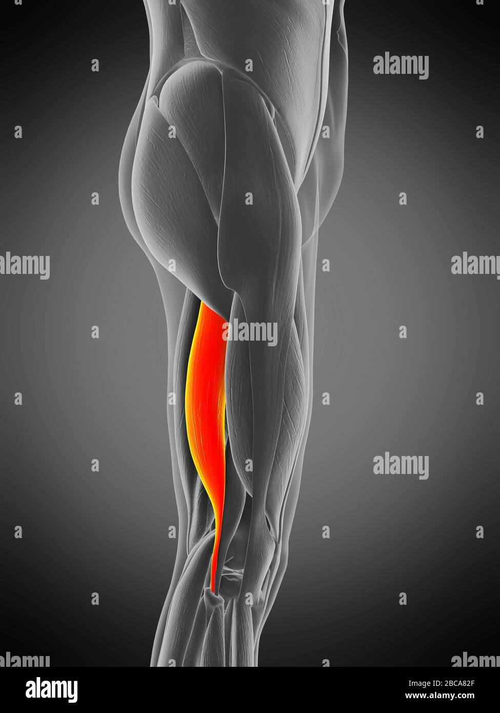 Biceps femoris longus muscle, illustration Stock Photo - Alamy