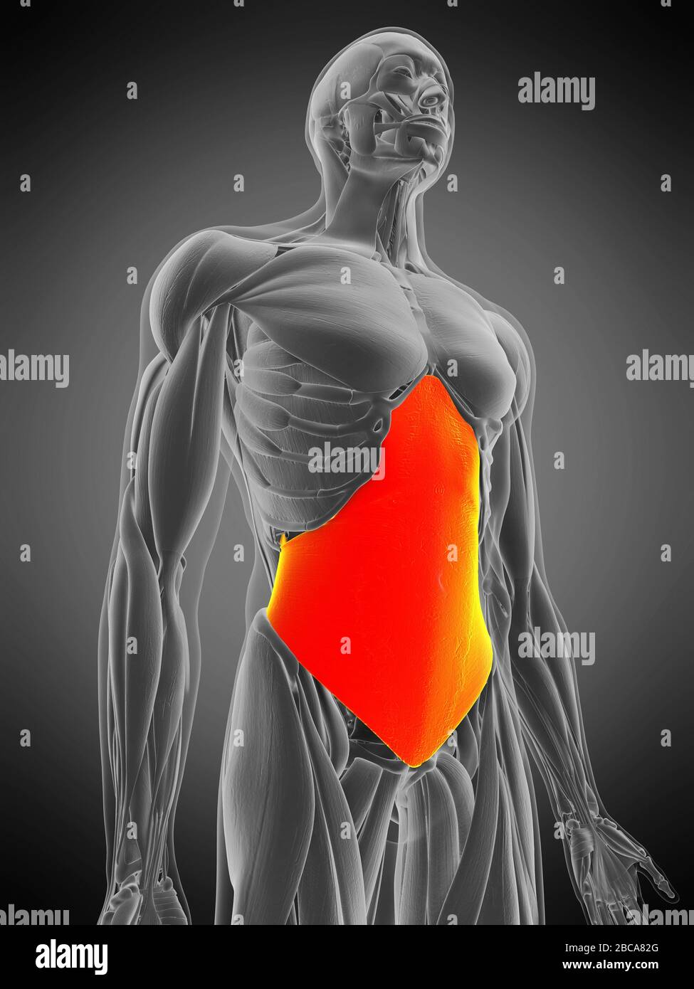 Transversus abdominis muscle, illustration Stock Photo - Alamy