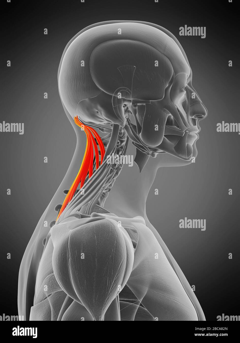 Semispinalis capitis muscle, illustration Stock Photo - Alamy