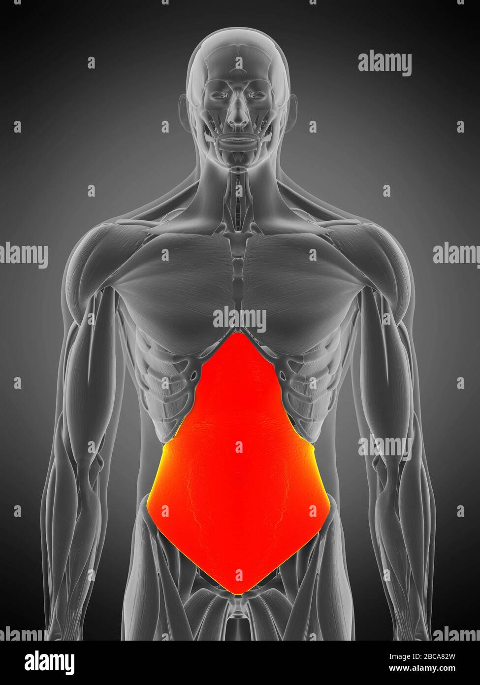 Transversus abdominis hi-res stock photography and images - Alamy