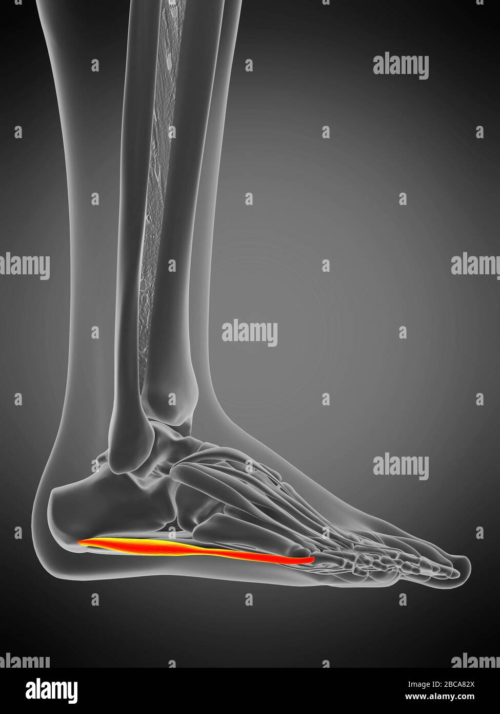 Abductor digiti minimi muscle, illustration Stock Photo - Alamy