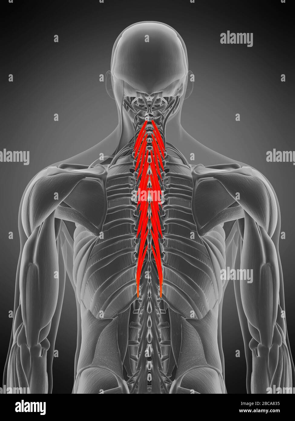 Semispinalis hi-res stock photography and images - Alamy