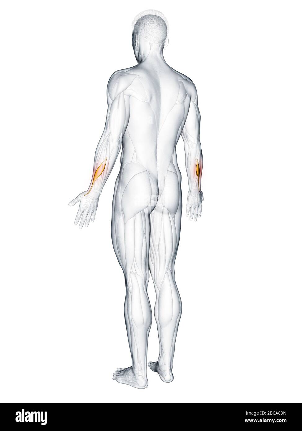 Abductor pollicis longus muscle, illustration Stock Photo - Alamy