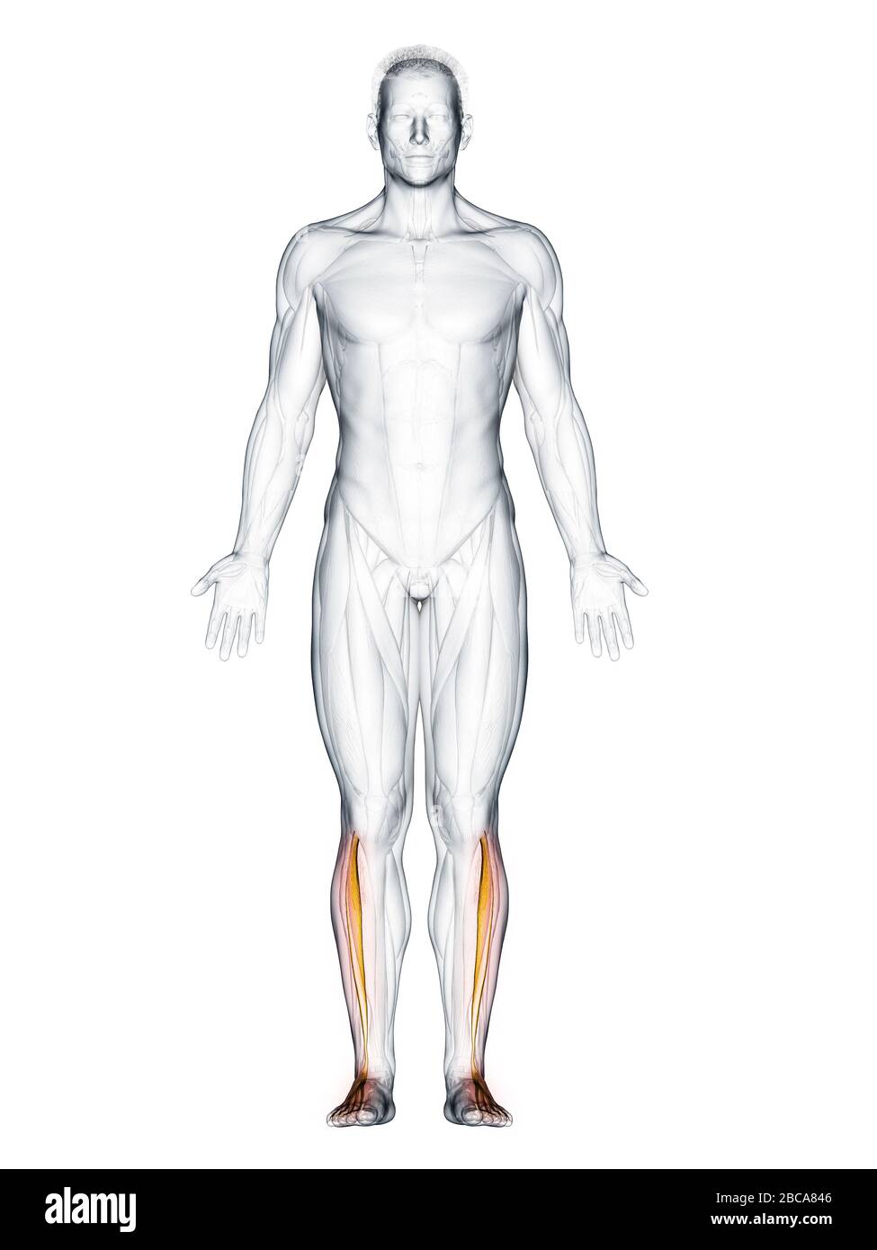 Extensor digitorum longus muscle, illustration Stock Photo - Alamy