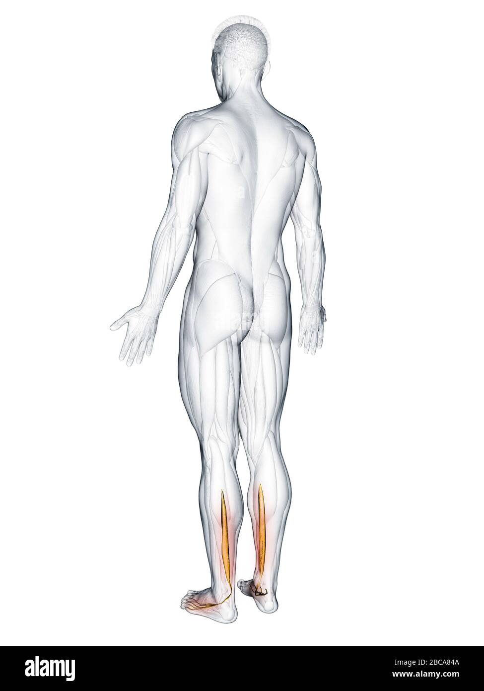 Flexor digitorum longus hi-res stock photography and images - Alamy